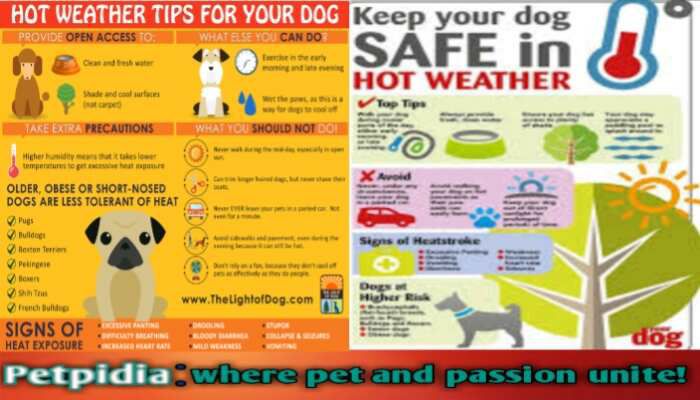 What Temperature is Dangerous for Dogs Outside? | Pet Safety Alert