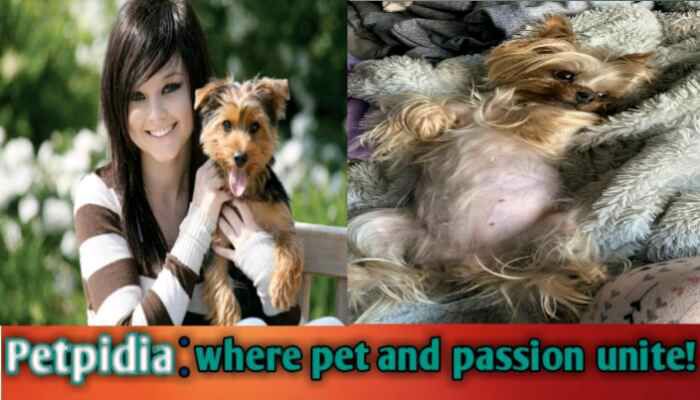 6 Week Pregnant Yorkie Belly | Yorkie Pregnancy care
