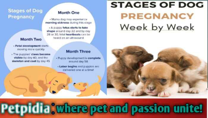 Dog Pregnancy Stages And Symptoms | Timeline And Care