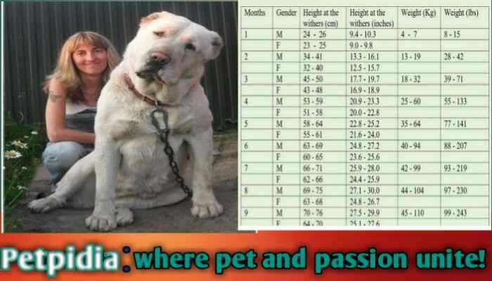 Biggest Alabai Dog Weight | Best Central Asian Shepherd Dog weight